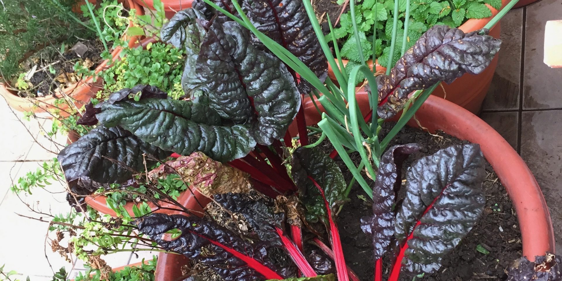 Manual: paso a paso en tu huerto urbano – Finca Shungo Tola